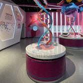 DNA Double Helix Model Exploratorium Museum Exhibit