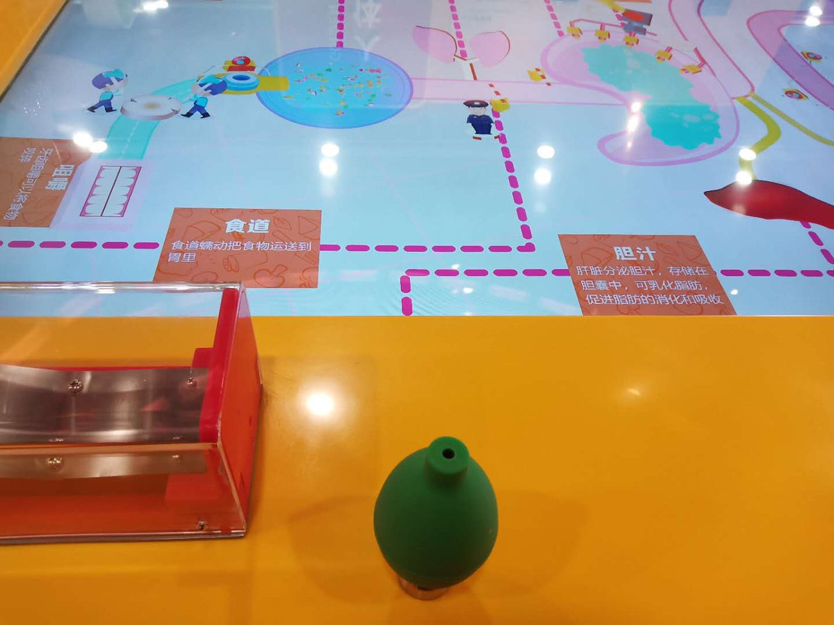 Children's Museum Digestive System Science Exhibit